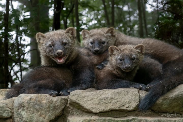Group hug with three fishers - DLF Photo - Photography, Animals, Birds ...