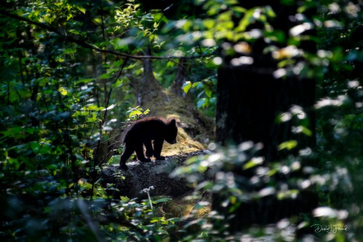 Black bear cub heading back - DLF Photo - Photography, Animals, Birds ...