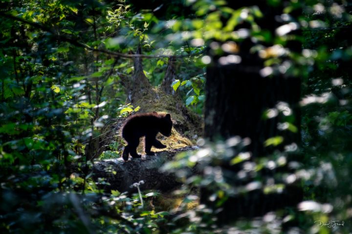 Black bear cub heading back - DLF Photo - Photography, Animals, Birds ...
