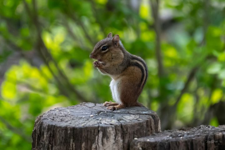 Chipmunk praying - DLF Photo - Photography, Animals, Birds, & Fish ...