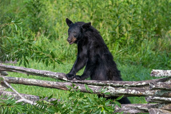 Black bear standing up by the fence - DLF Photo - Photography, Animals ...