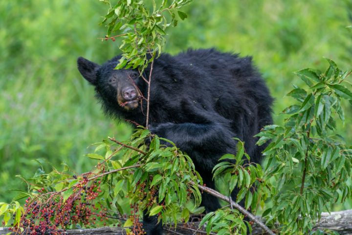 Black bear with limb eating berries - DLF Photo - Photography, Animals ...