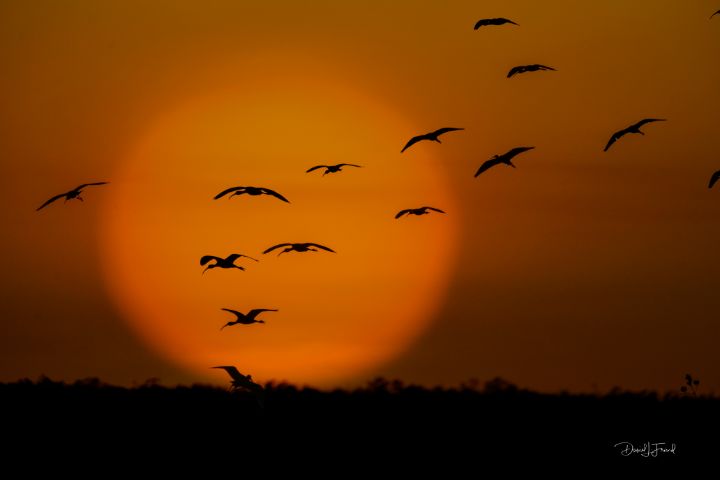 Florida wading birds flying - DLF Photo - Photography, Landscapes ...