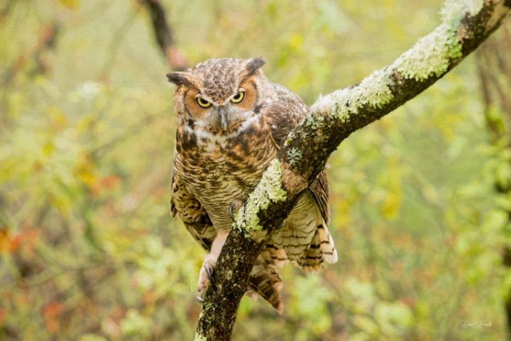 Great Horned Owl looking back - DLF Photo - Photography, Animals, Birds ...