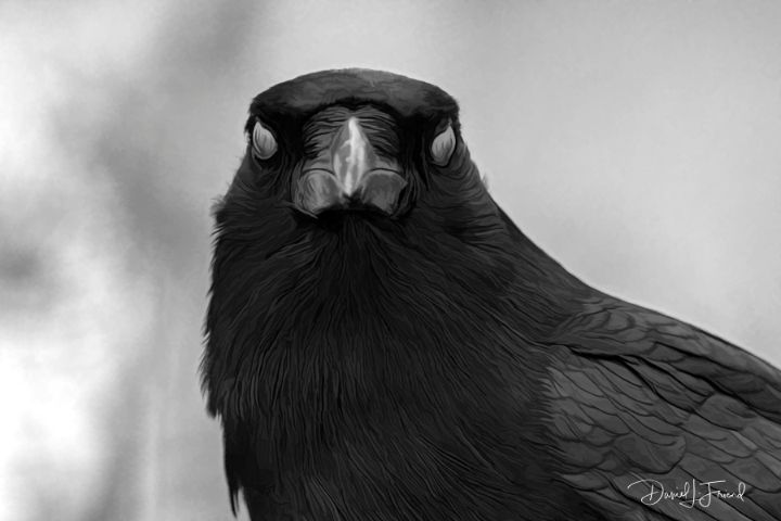 A crow staring - DLF Photo - Photography, Animals, Birds, & Fish, Birds ...