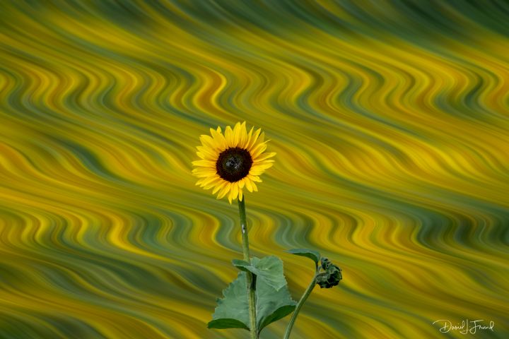 Sunflower in a field of moving - DLF Photo - Photography, Flowers ...