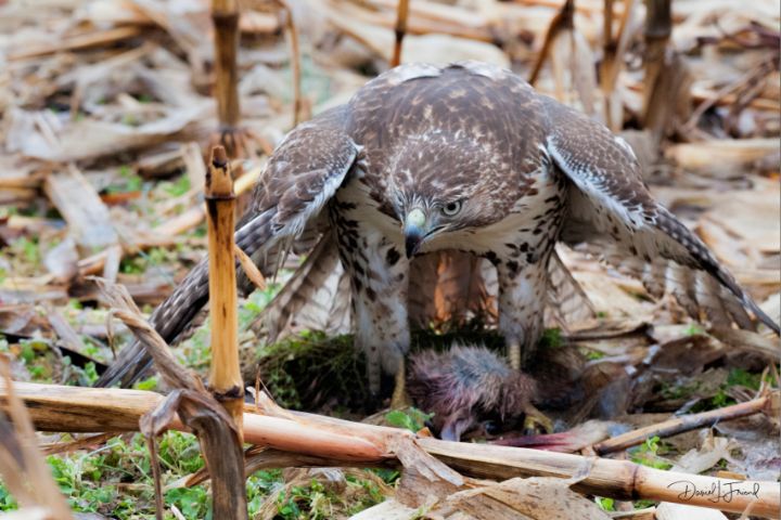 Red Tailed Hawk protecting his kill - DLF Photo - Photography, Animals, Birds, & Fish, Birds ...