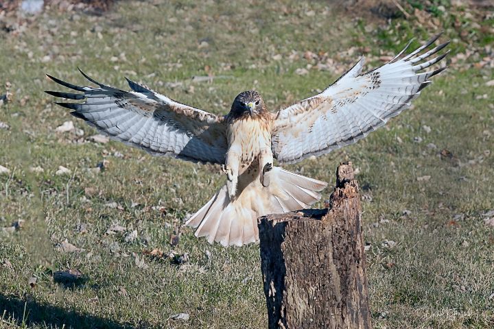 Flaps up and ready to land - DLF Photo - Photography, Animals, Birds ...