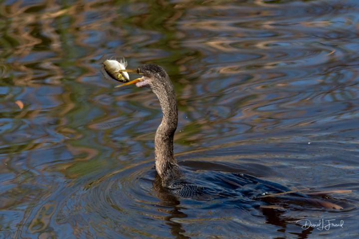 Turning the fish around - DLF Photo - Photography, Animals, Birds ...