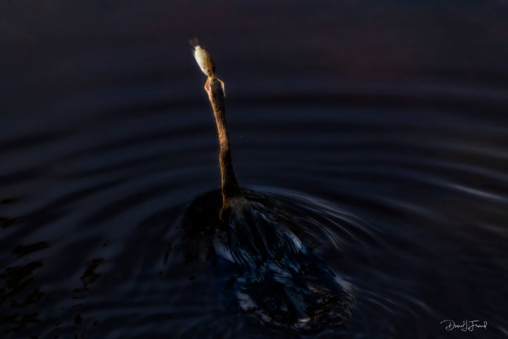 Anhinga throwing fish up in air - DLF Photo - Photography, Animals ...