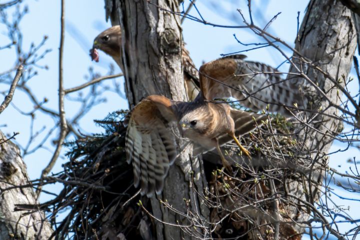 Red Shouldered hawk and babies - DLF Photo - Photography, Animals ...
