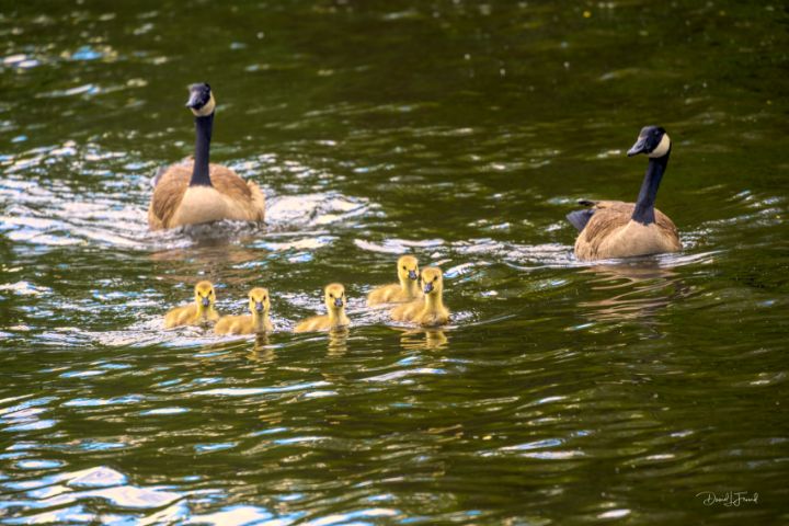 Family of geese and goslings - DLF Photo - Photography, Animals, Birds ...