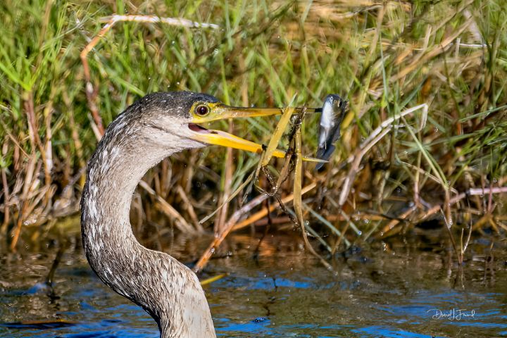 Anhinga tossing his food in the air - DLF Photo - Photography, Animals ...