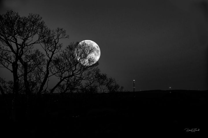 Full moon behind trees - DLF Photo - Photography, Landscapes & Nature ...