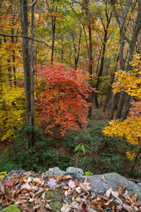 Red tree standing out in her color - DLF Photo - Photography ...