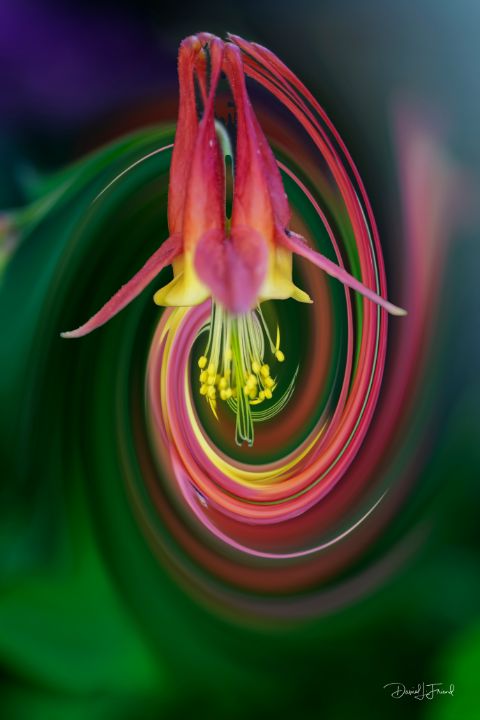 Eastern Red Columbine flower - DLF Photo - Photography, Flowers, Plants ...