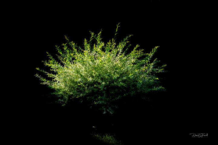 Bush against a dark background - DLF Photo - Photography, Flowers ...