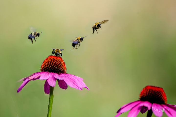 Bumbebee landing and flying off purp - DLF Photo - Photography, Flowers ...
