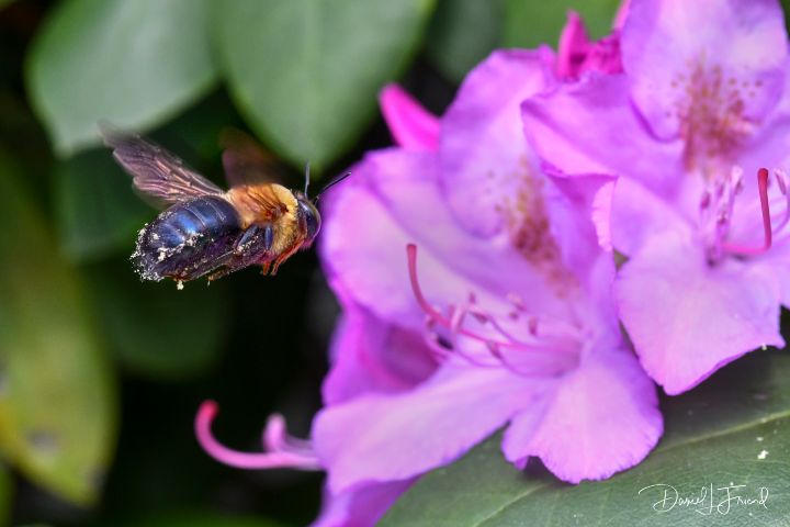 Making a beeline to the flower - DLF Photo - Photography, Flowers ...