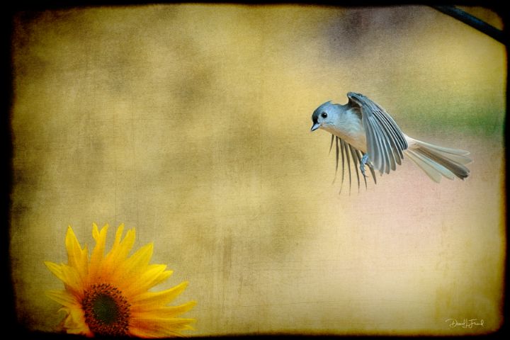 Tufted Titmouse flying over flower - DLF Photo - Photography, Animals ...