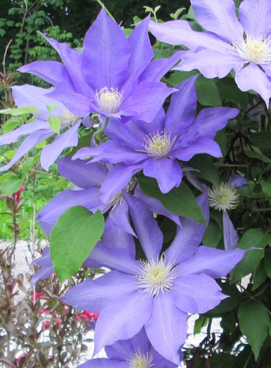 Blue Clematis Flowers - Victoria Filippi - Photography, Flowers, Plants ...