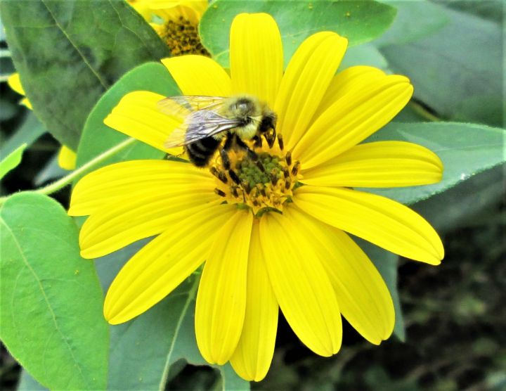 Bumble Bee on Yellow Wildflower - Victoria Filippi - Photography ...