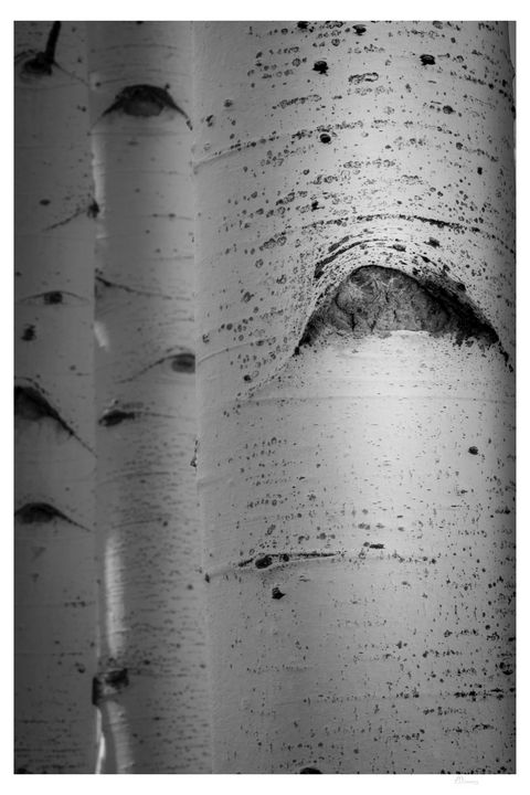 PANDO'S EYE - J Bunner Fine Art - Photography, Landscapes & Nature ...