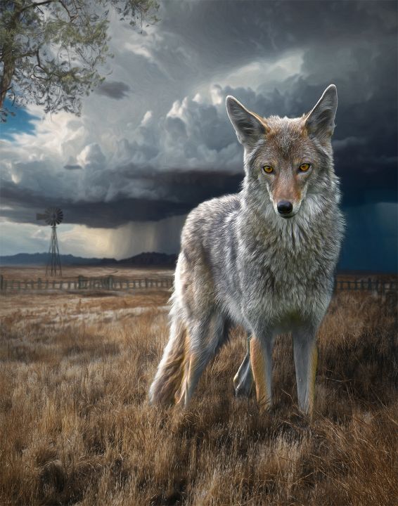 Stormy Desert Coyote Painting - Heart and Soul Art - Paintings & Prints ...