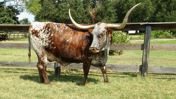 Texas longhorn striking a pose - Brandon W. Ross - Photography, Animals ...