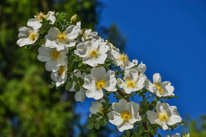 Flowers White Roses - Eva Design - Photography, Flowers, Plants ...