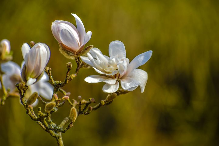 Spring Flowers Magnolia - Eva Design - Photography, Flowers, Plants ...