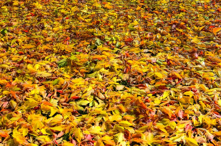 Autumn leaves in Provo, Uath - Aspen Ridge Gallery - Photography ...