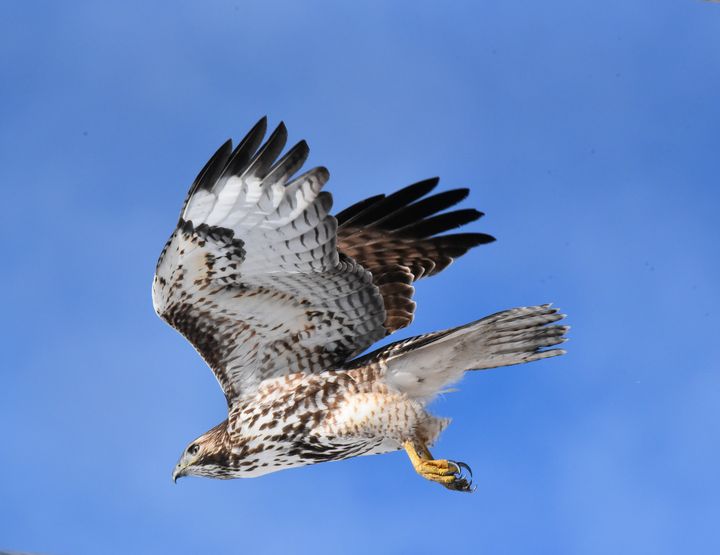 Hawk in flight in Midway, Utah - Aspen Ridge Gallery - Photography ...