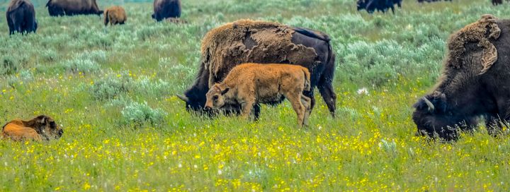 Spring Buffalo Babies in Yellowstone - Aspen Ridge Gallery ...