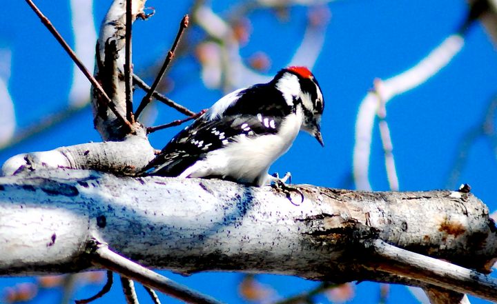 Woodpecker - Aspen Ridge Gallery - Photography, Animals, Birds, & Fish ...