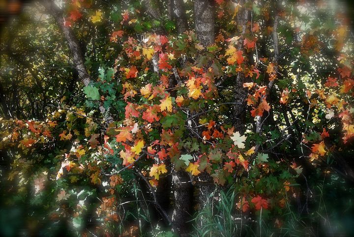 Sundance Autumn Leaves - Aspen Ridge Gallery - Photography, Landscapes ...