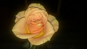 Shelly Breeden - Photography, Paintings & Prints