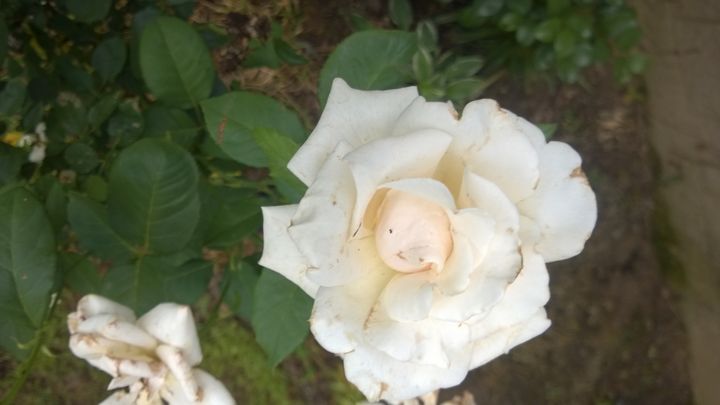 Blooming heart - Shelly Breeden - Photography, Flowers, Plants, & Trees ...