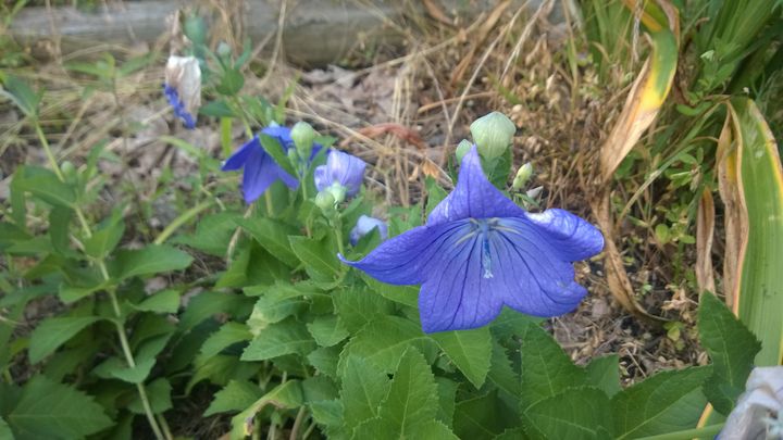 Blooming dreams - Shelly Breeden - Photography, Flowers, Plants ...