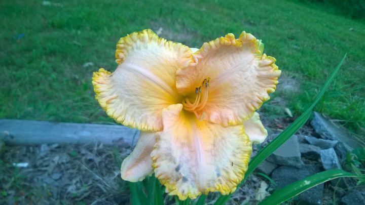 And it was called yellow - Shelly Breeden - Photography, Flowers ...