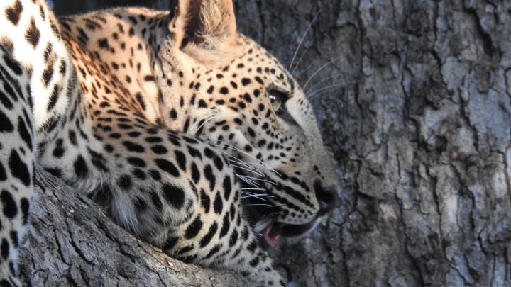 African leopard - Leonora du Preez art and photography - Photography, Animals, Birds, & Fish ...