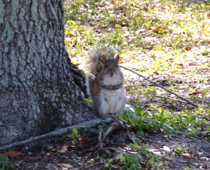 Florida Squirrel - AJS Art - Photography, Animals, Birds, & Fish, Other Animals, Birds, & Fish ...