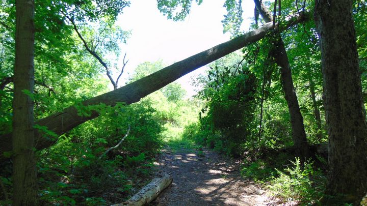 Wild Acres Trail - C.Cannon Photography and Art - Photography ...