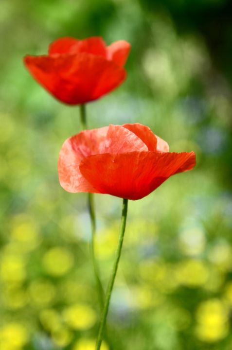 Year of the red - Codrina Miculit-Maniu - Photography, Flowers, Plants ...