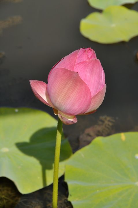 Lotus rose - Gilles Larbi - Photography, Flowers, Plants, & Trees ...