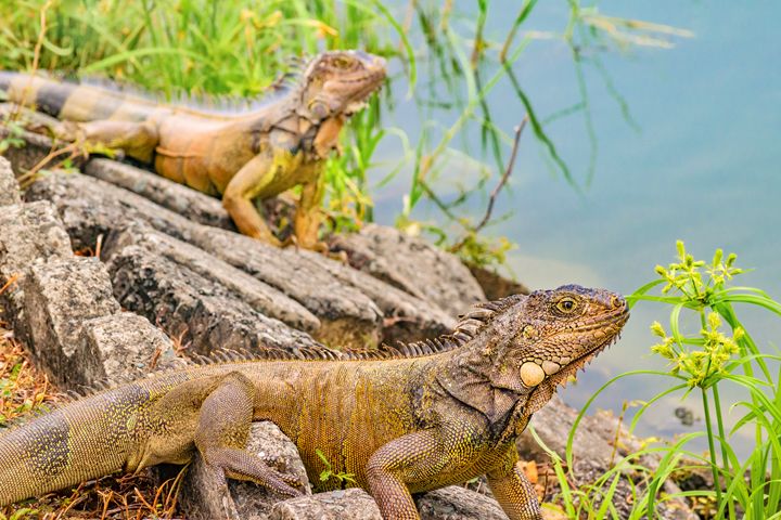 Iguanas at Shore of River - Photography - Photography, Animals, Birds ...