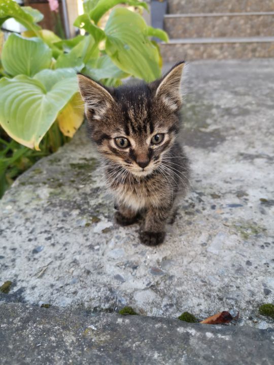 Tobias Forge, my cat - Belearta - Photography, Animals, Birds, & Fish ...