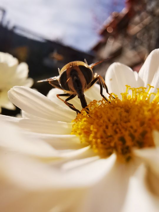 Not a frog - Belearta - Photography, Flowers, Plants, & Trees, Flowers ...