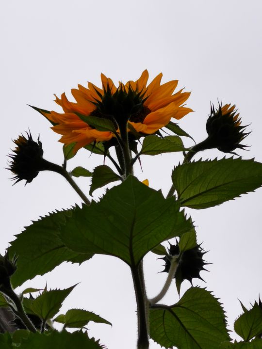 Not a painting - Belearta - Photography, Flowers, Plants, & Trees ...