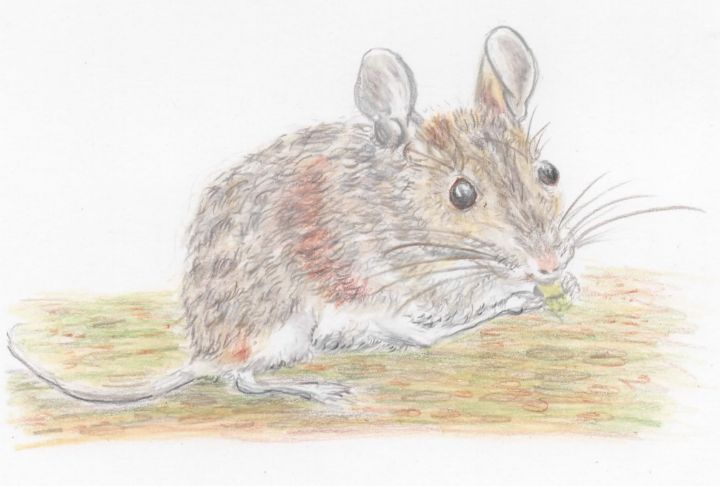 Enjoying a Nibble - Debbie Pain, Spellbound Art & Sculptures - Drawings ...